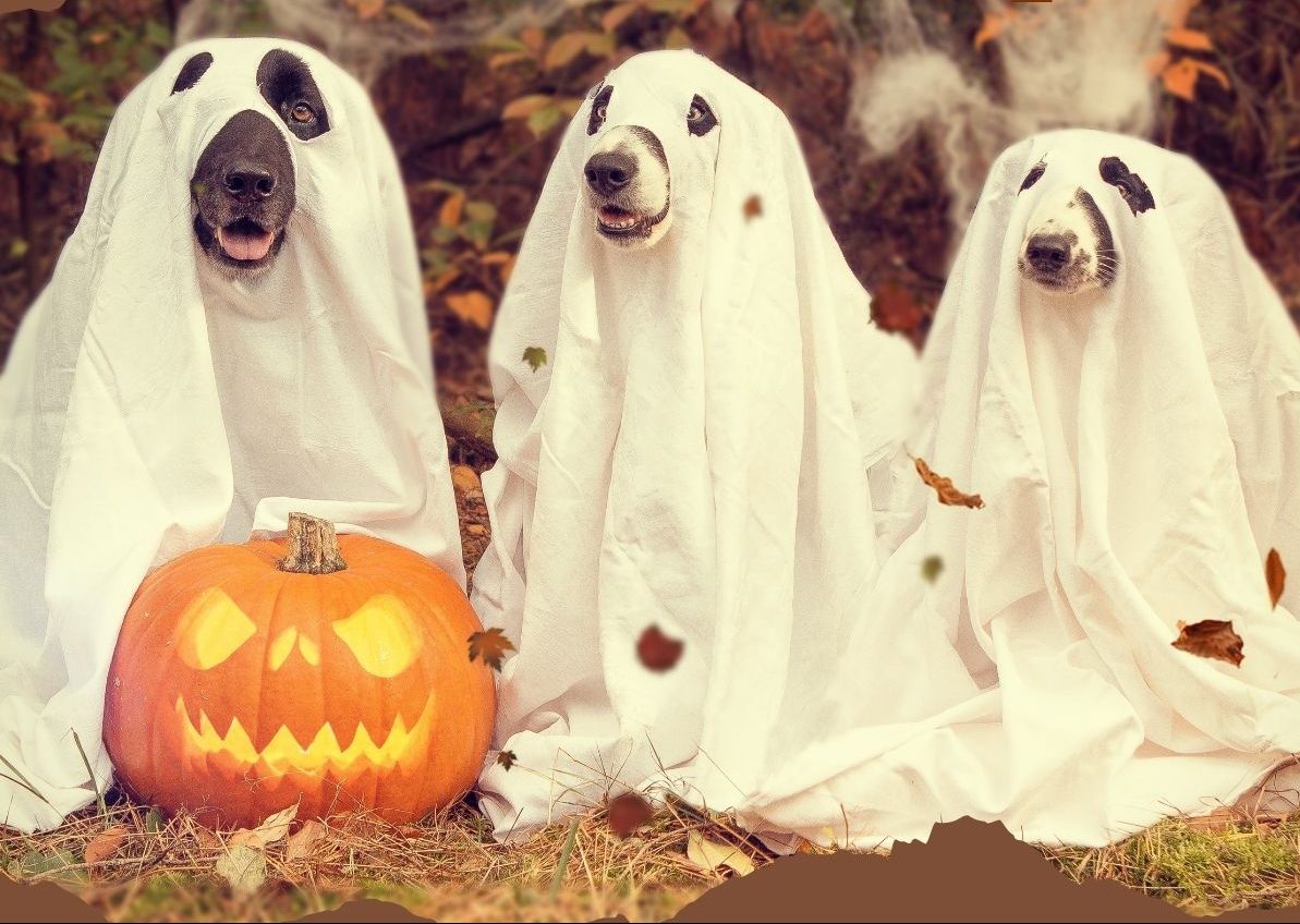 Spooky savings at the Bookstore! - NMC Communiqué